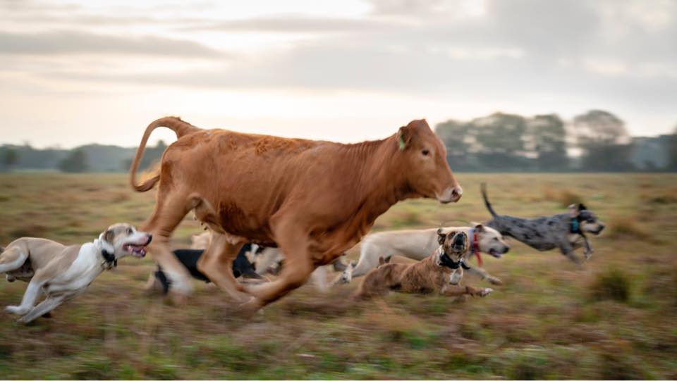 Happy National Dog Day! – The Historical Society of Sarasota County